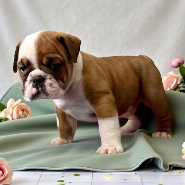 English Bulldog anglais Puppies CKC Reg CHAMPION LINE READY NOW | Dogs ...