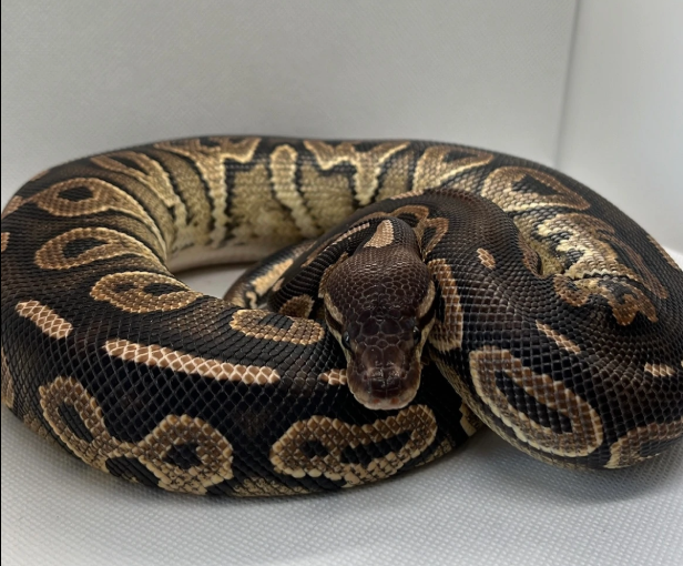 Baby, Juvenile and Adult Ball Pythons | Reptiles & Amphibians for ...