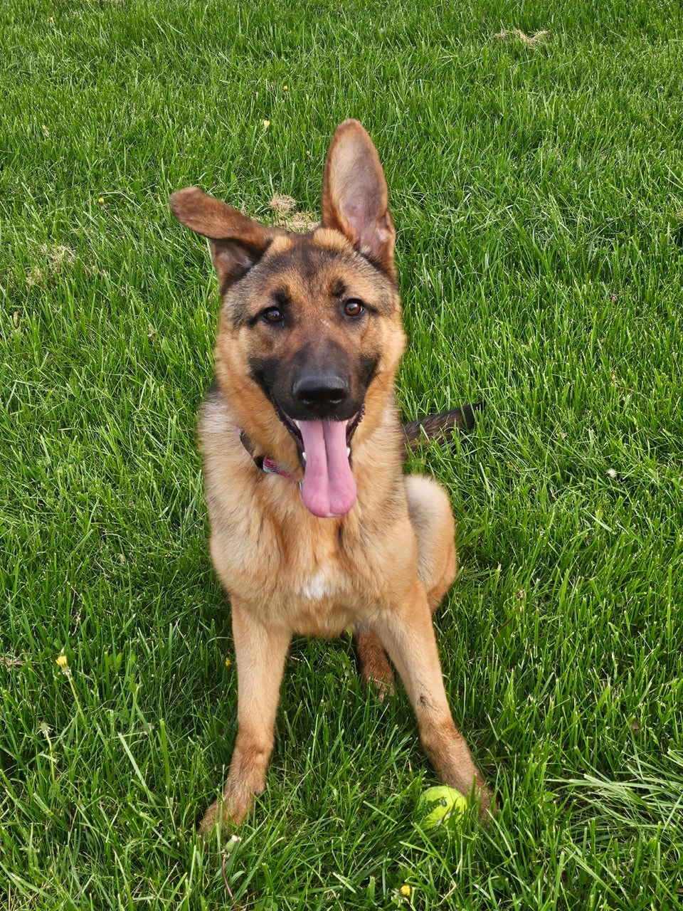 German Shepherd Female | Dogs & Puppies for Rehoming | Kingston | Free ...