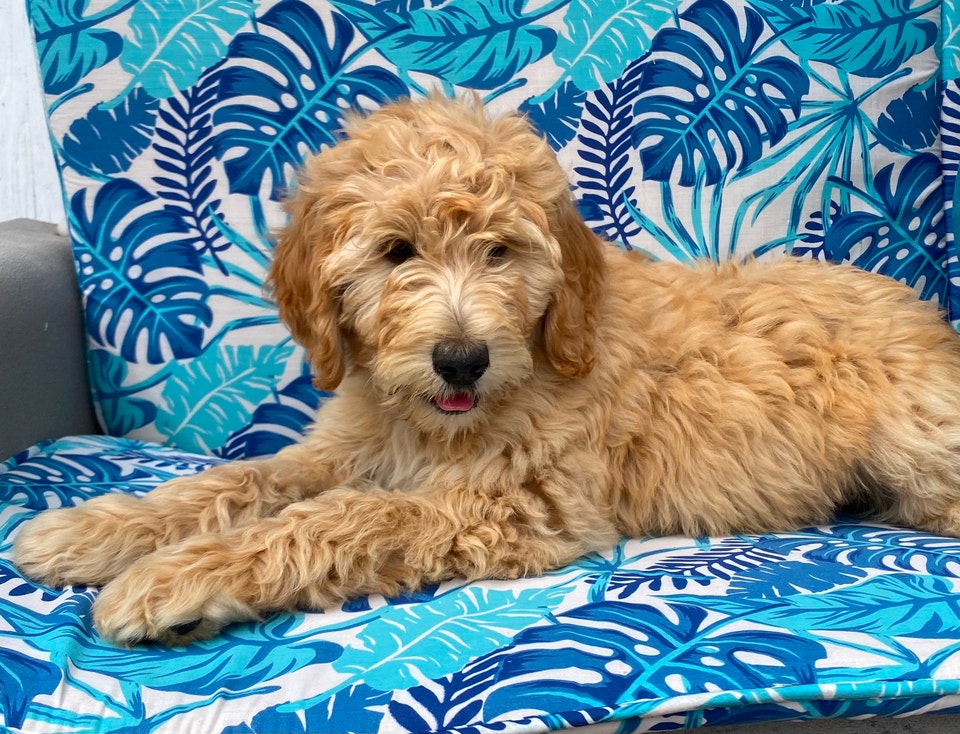 5 Golden doodle Puppies (f1b) | Dogs & Puppies for Rehoming | Tricities ...