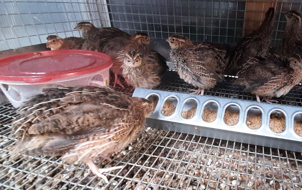 Extra Large True Jumbo Brown Coturnix Quails, 4Layers, 1Rooster ...