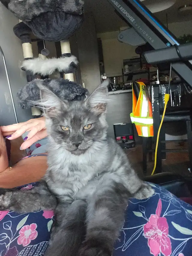 Maine Coon femme 8 mois grise non opéré manque de temps | Cats ...