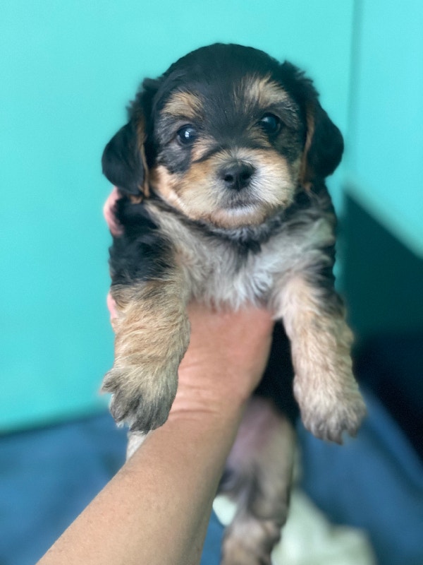 Male Yorkipoo puppy ready now | Dogs & Puppies for Rehoming | Victoria ...