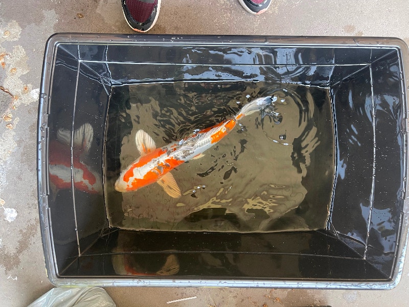 Beautiful koi fish for sale! Doitsu, Sanke, Matsuba, | Fish for ...