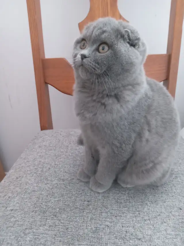 Scottish Fold Blue shorthair kitten male registered with CCA/AFC | Cats ...