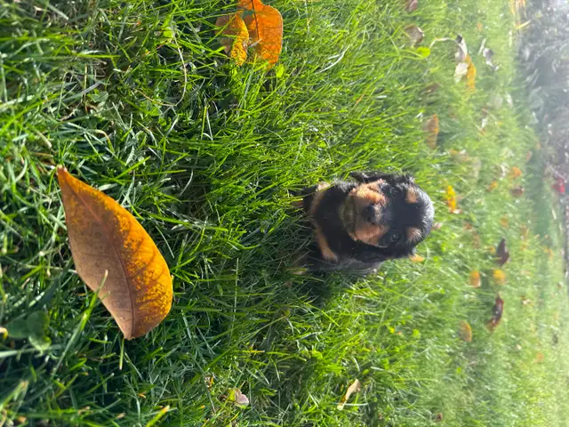 Long haired mini dachshunds | Dogs & Puppies for Rehoming | Penticton | Free local classifieds ...