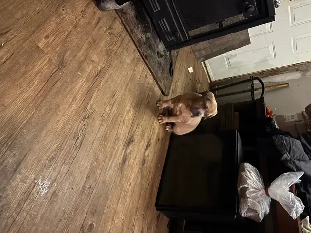 Cane Corso | Dogs & Puppies for Rehoming | Ottawa | Free local ...