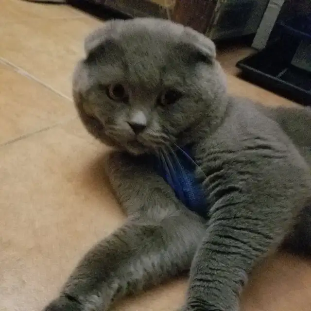 Scottish Fold Blue shorthair kitten male registered with CCA/AFC | Cats ...