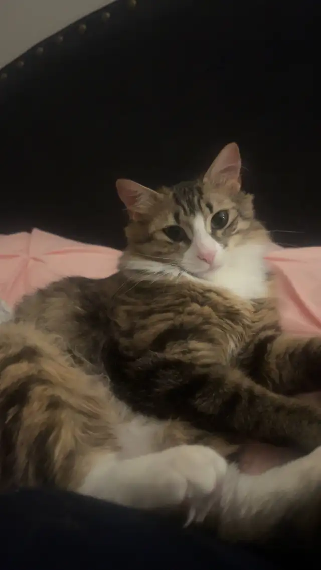 Siberian Cat female | Cats & Kittens for Rehoming | City of Toronto ...