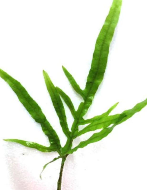 Aquarium aquatic plants moss bucephalandra *huge list* | Fish for ...