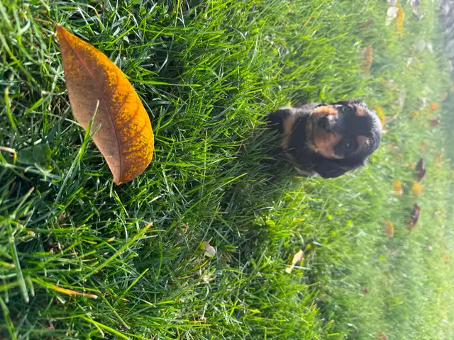 Long haired mini dachshund | Dogs & Puppies for Rehoming | Penticton | Free local classifieds ...