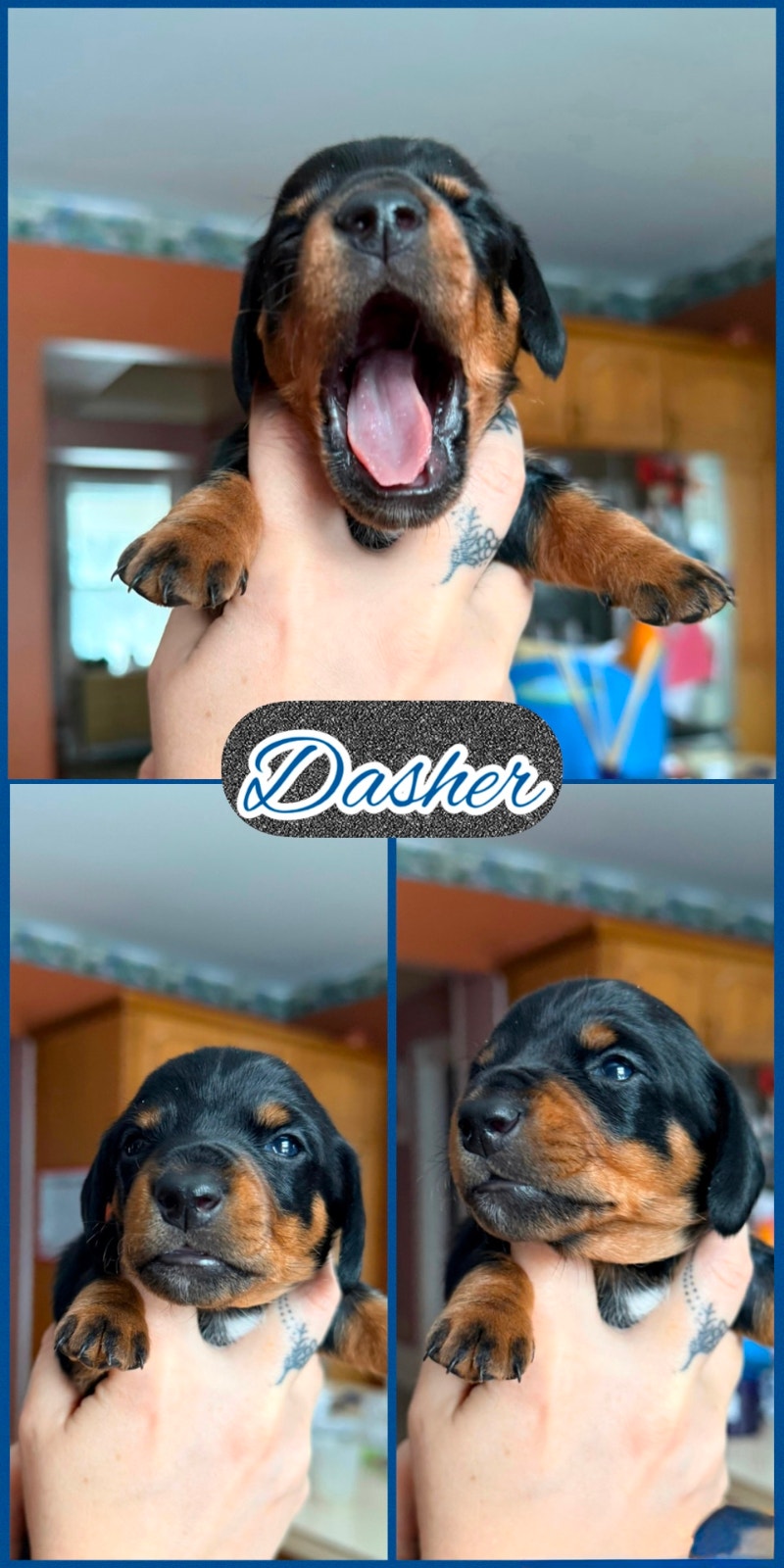 Black and Tan Miniature Dachshund Puppies | Dogs & Puppies for Rehoming ...