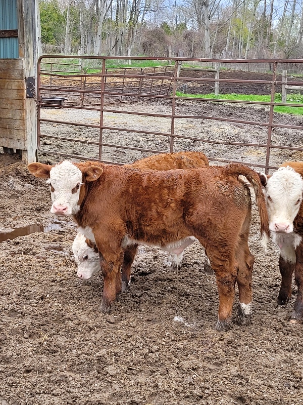 Registered Polled Hereford Cattle Bull , Femaless | Livestock ...