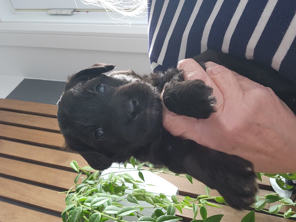 Chiot Whoodle | Dogs & Puppies for Rehoming | Longueuil / South Shore ...