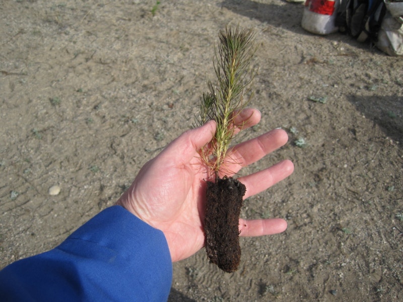 Saplings - Spruce Seedlings. September - $1.00 each | Plants ...