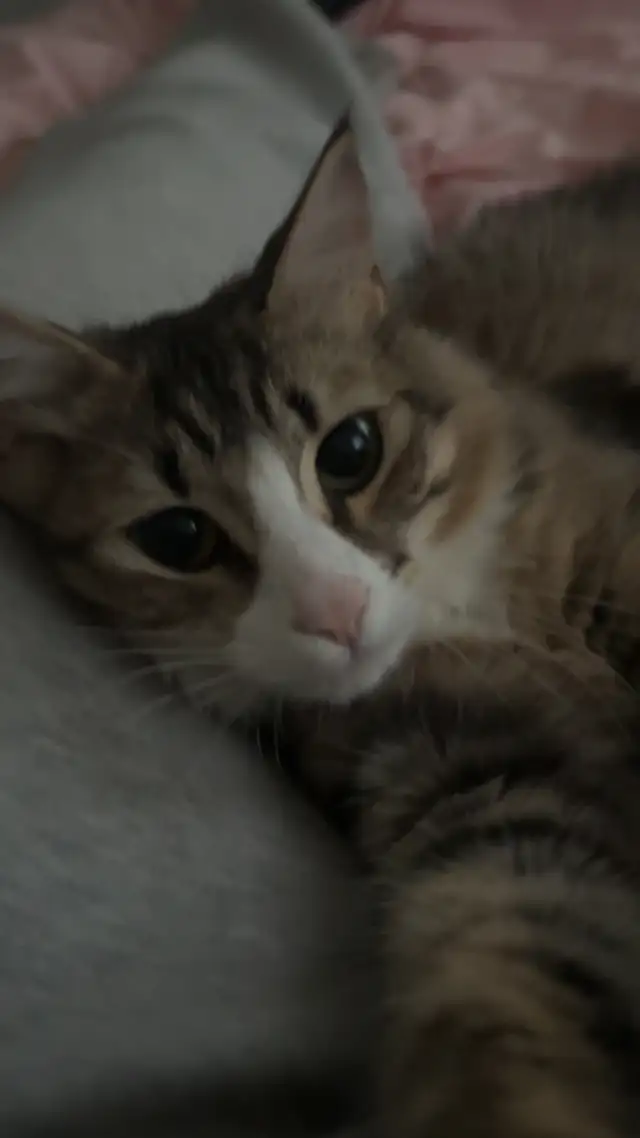 Siberian Cat female | Cats & Kittens for Rehoming | City of Toronto ...