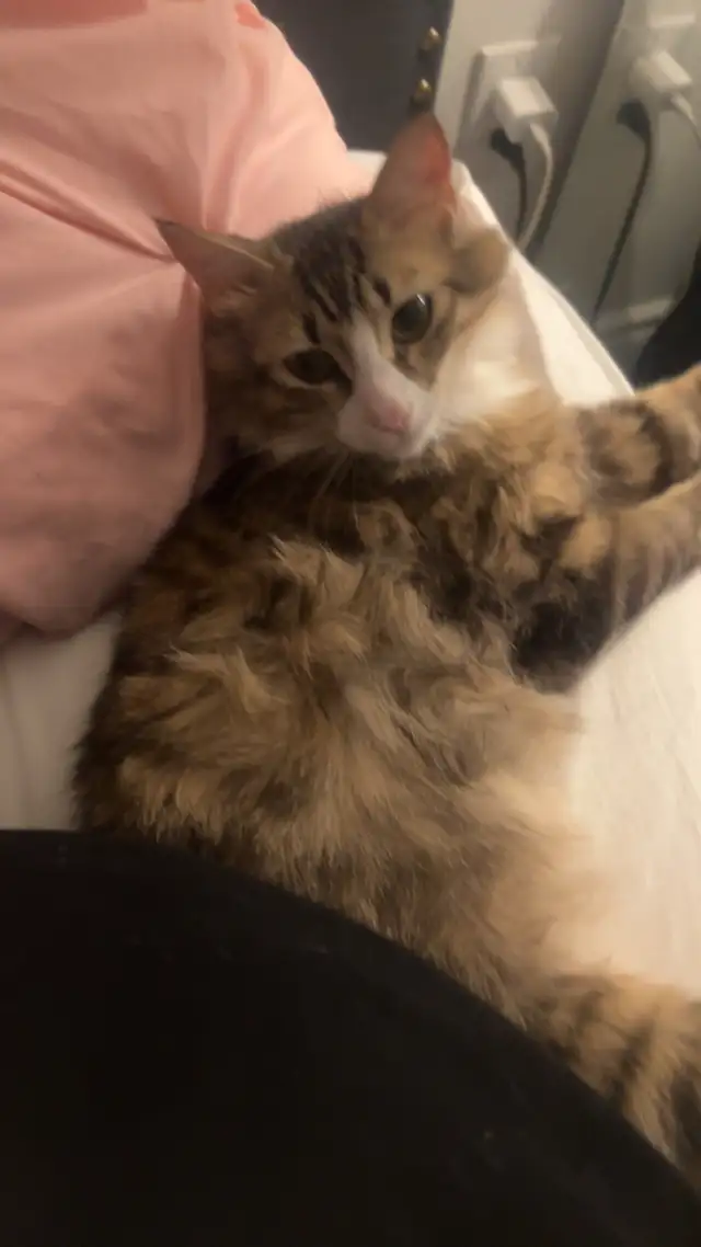 Siberian Cat female | Cats & Kittens for Rehoming | City of Toronto ...