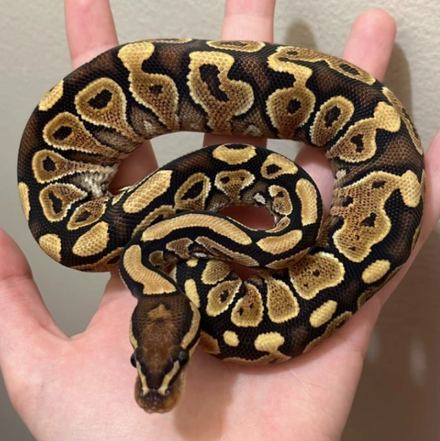 Baby, Juvenile and Adult Ball Pythons | Reptiles & Amphibians for ...