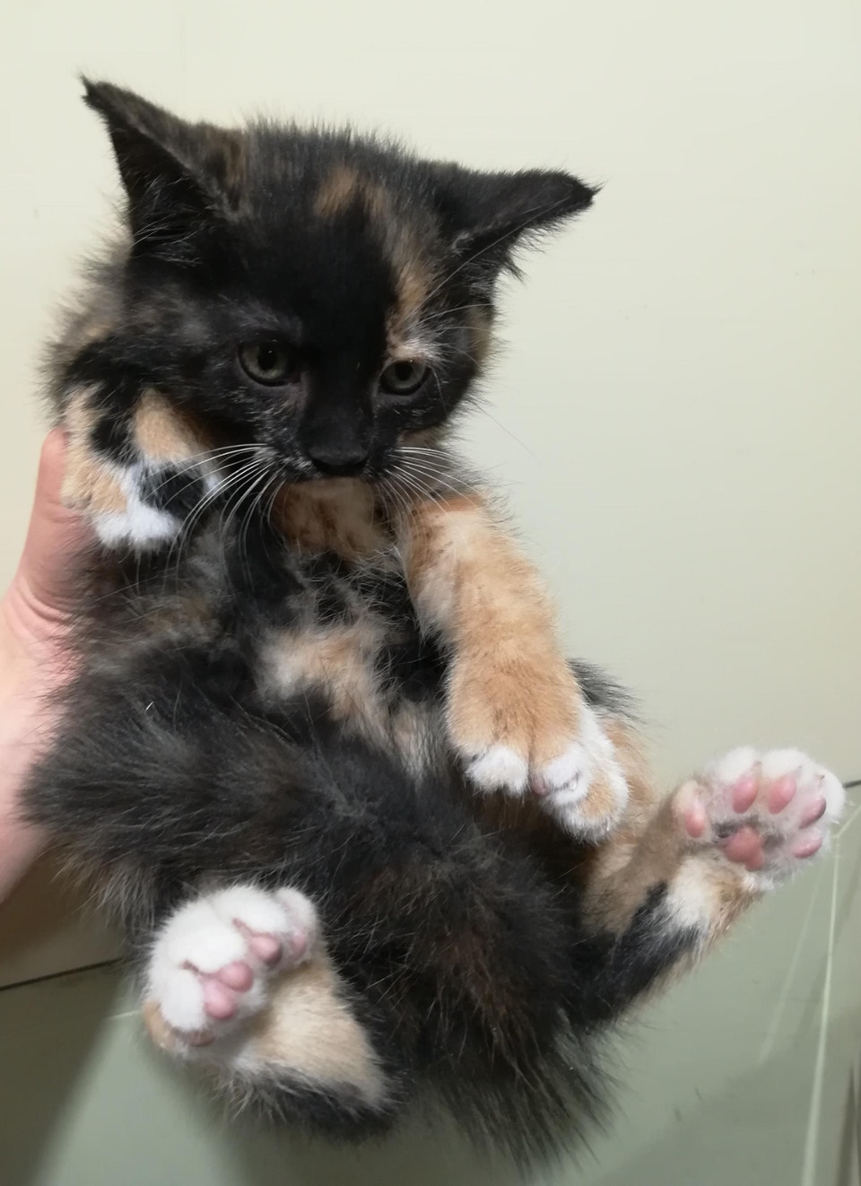Polydactyl kittens ready to go! | Cats & Kittens for Rehoming | Ottawa ...