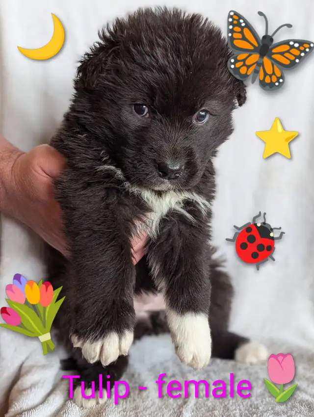 Big Loyal German Shepherd x Saint Bernard Puppies | Dogs & Puppies for ...