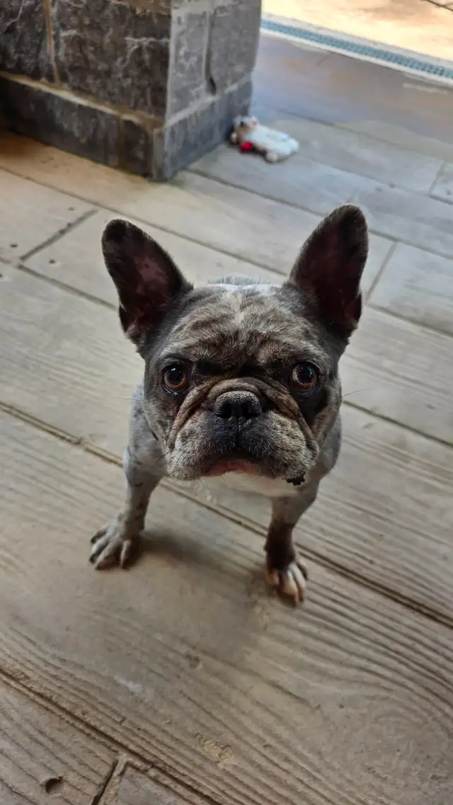 French Bulldog Merle Looking for Loving Home | Dogs & Puppies for ...