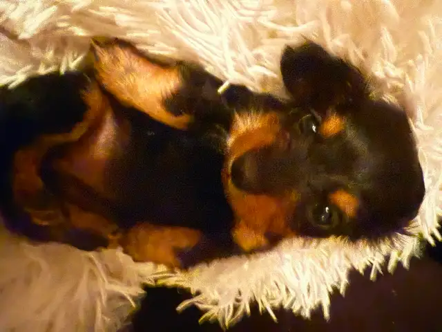 Long haired mini dachshund | Dogs & Puppies for Rehoming | Penticton | Free local classifieds ...