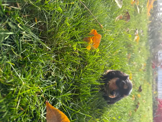 Long haired mini dachshunds | Dogs & Puppies for Rehoming | Penticton | Free local classifieds ...