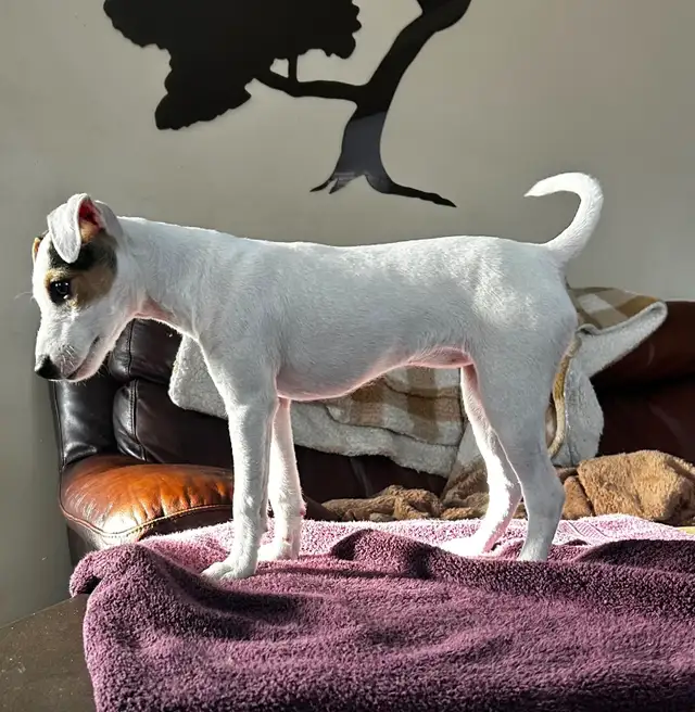 Parson Russell Terrier | Dogs & Puppies for Rehoming | Strathcona ...