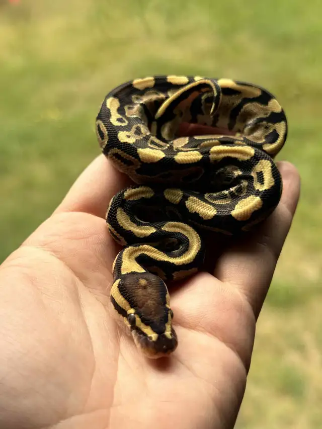 Baby, Juvenile and Adult Ball Pythons | Reptiles & Amphibians for ...