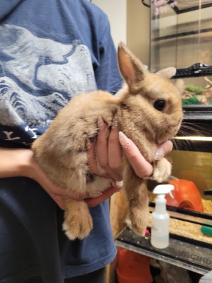 Rabbits Bunnies in Edmonton - Kijiji Canada