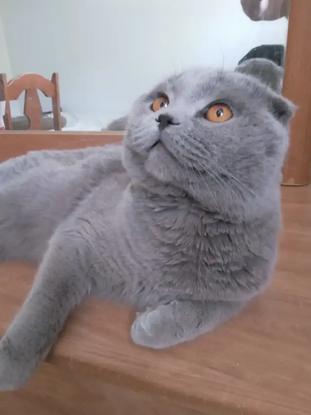 Scottish Fold Blue shorthair kitten male registered with CCA/AFC | Cats ...