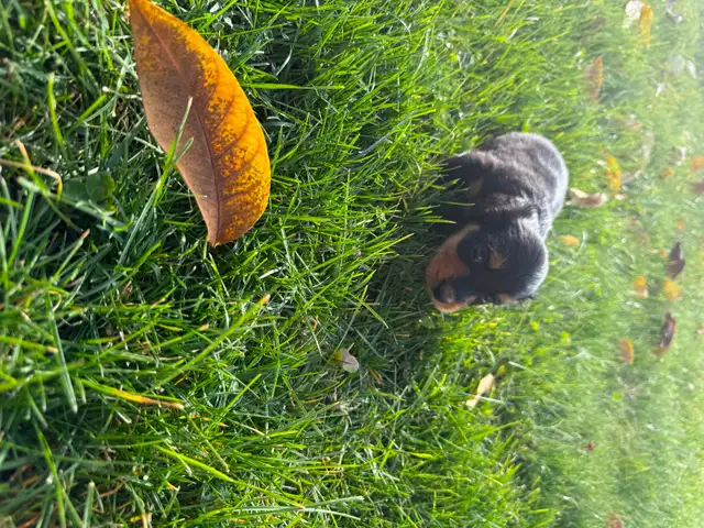 Long haired mini dachshunds | Dogs & Puppies for Rehoming | Penticton | Free local classifieds ...