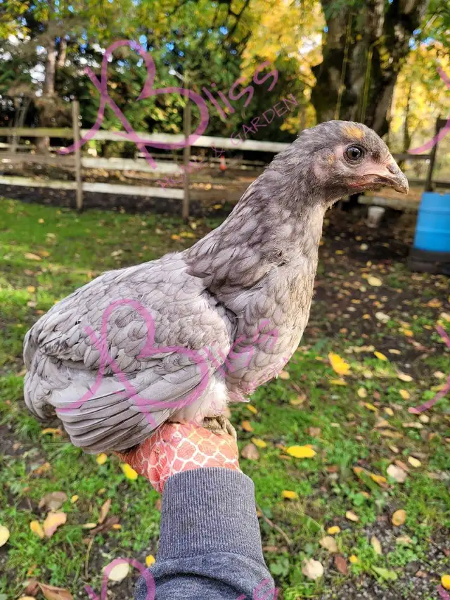 Easter Egger Hatching Eggs | Livestock | Delta/Surrey/Langley | Free ...