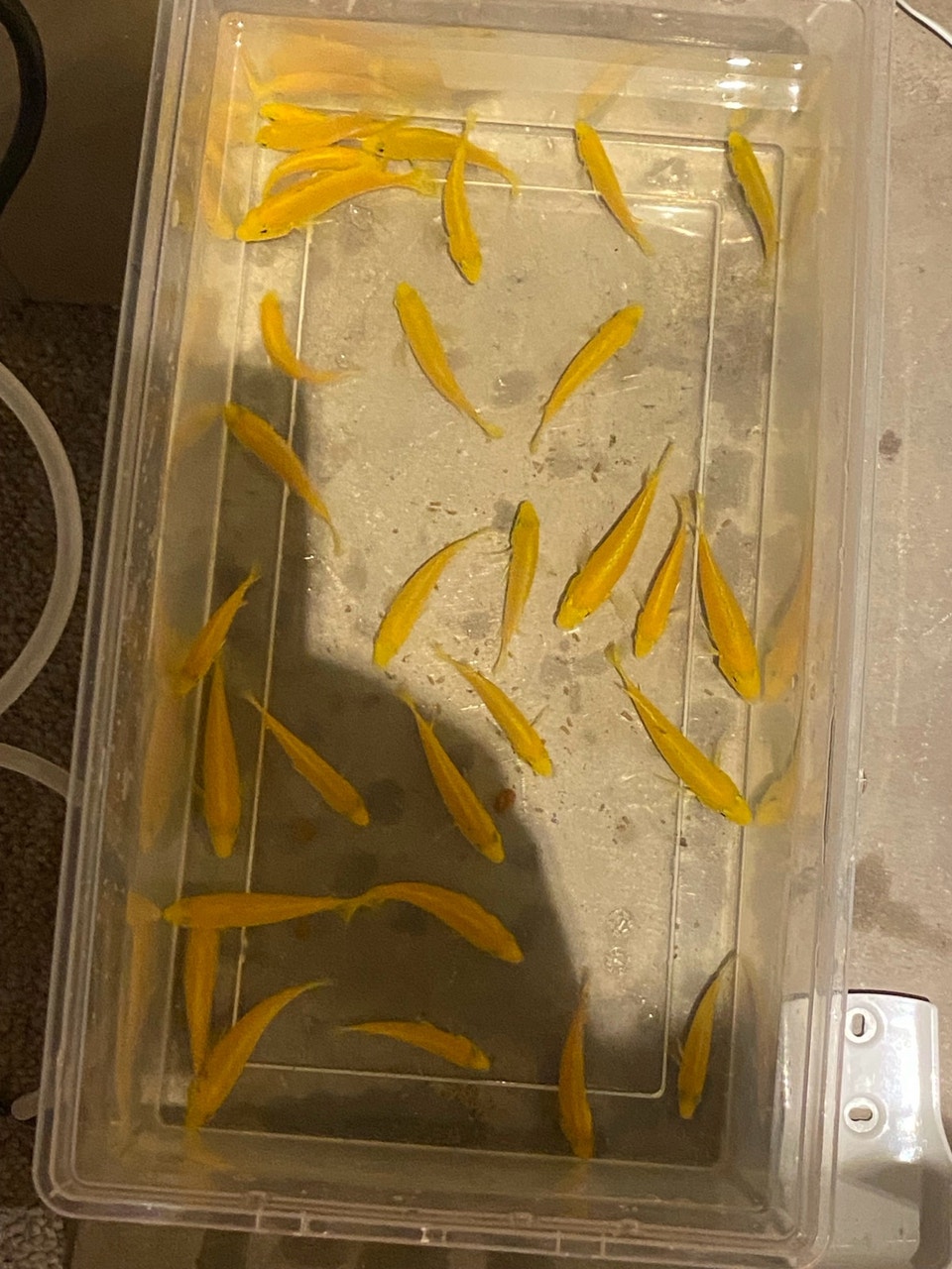 iso yellow lab , angelfish, blue acara fry | Fish for Rehoming | City ...