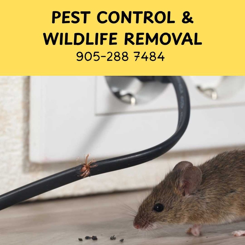 Pest control _ rats, Mice, cockroach bedbugs (905-288-7484) | Arts ...