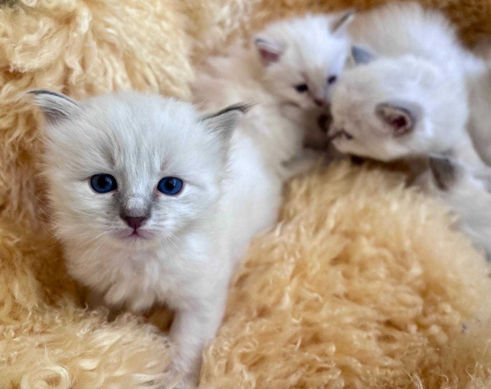 Siberian X Ragdoll kittens | Cats & Kittens for Rehoming | Delta/Surrey ...