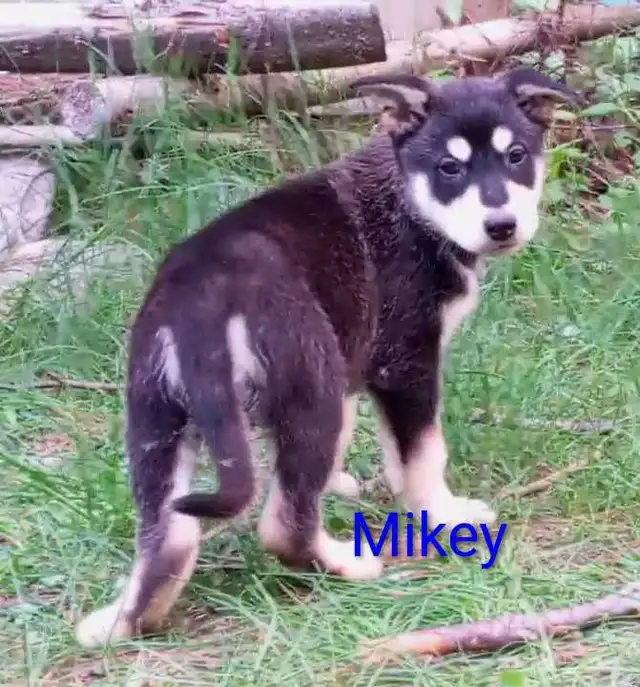 3 German shepherd/Malamute/Lab mix puppies for rehoming | Dogs ...
