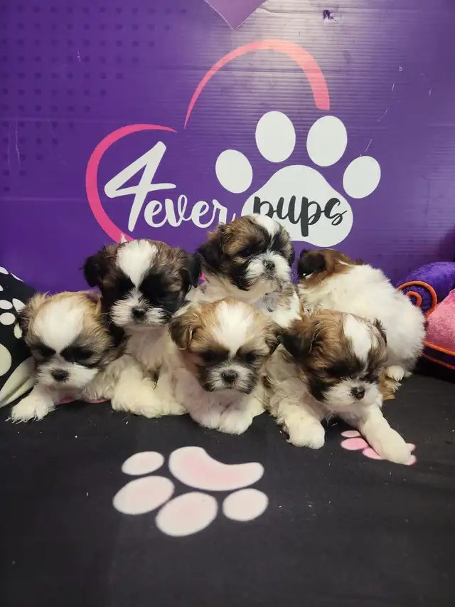 Pure Shih-tzu pups *registered parents w/international pedigree | Dogs ...