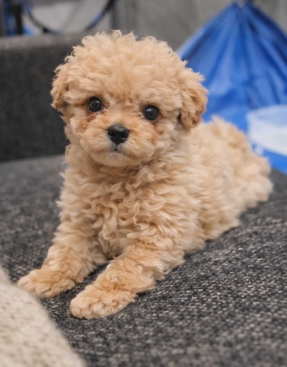 F1B Mini Cockapoo | Dogs & Puppies for Rehoming | Laval / North Shore ...
