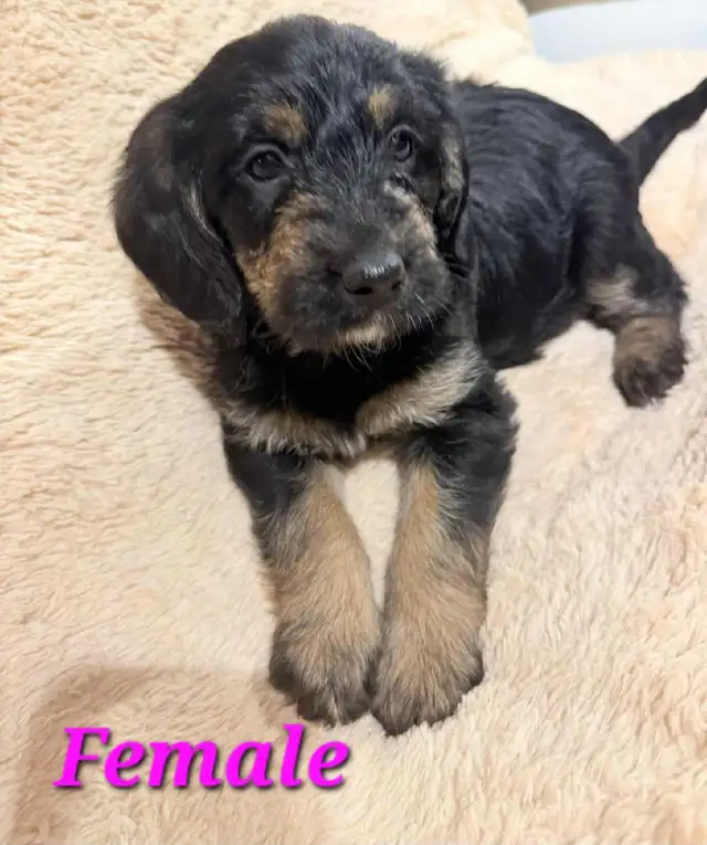 Mini Australian Goldendoodles | Dogs & Puppies for Rehoming | City of ...