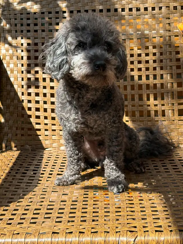 poodle cross pups / havanese | Dogs & Puppies for Rehoming | Bedford ...