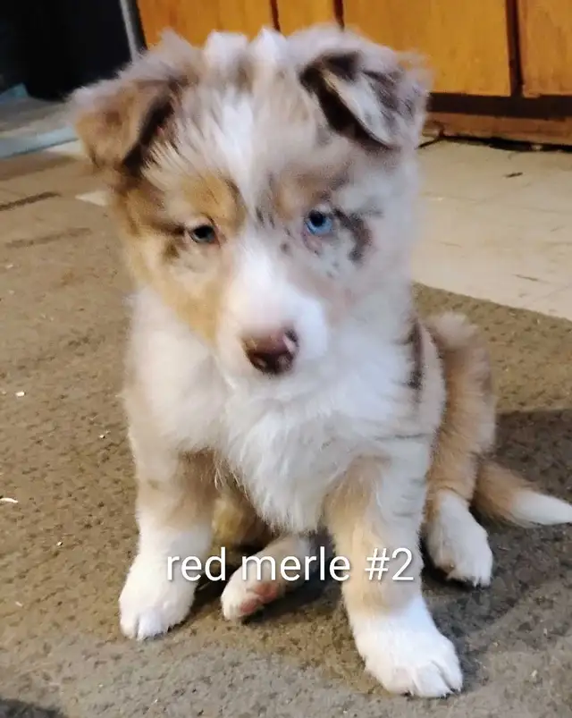 Pure bred Aussie Shepard's for sale | Dogs & Puppies for Rehoming ...