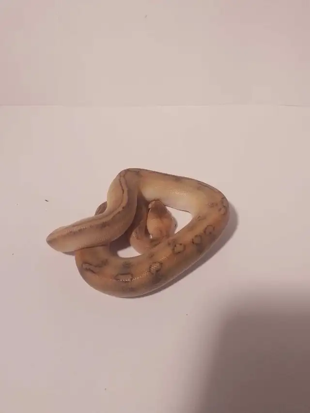 baby ball pythons for sale | Reptiles & Amphibians for Rehoming | City ...