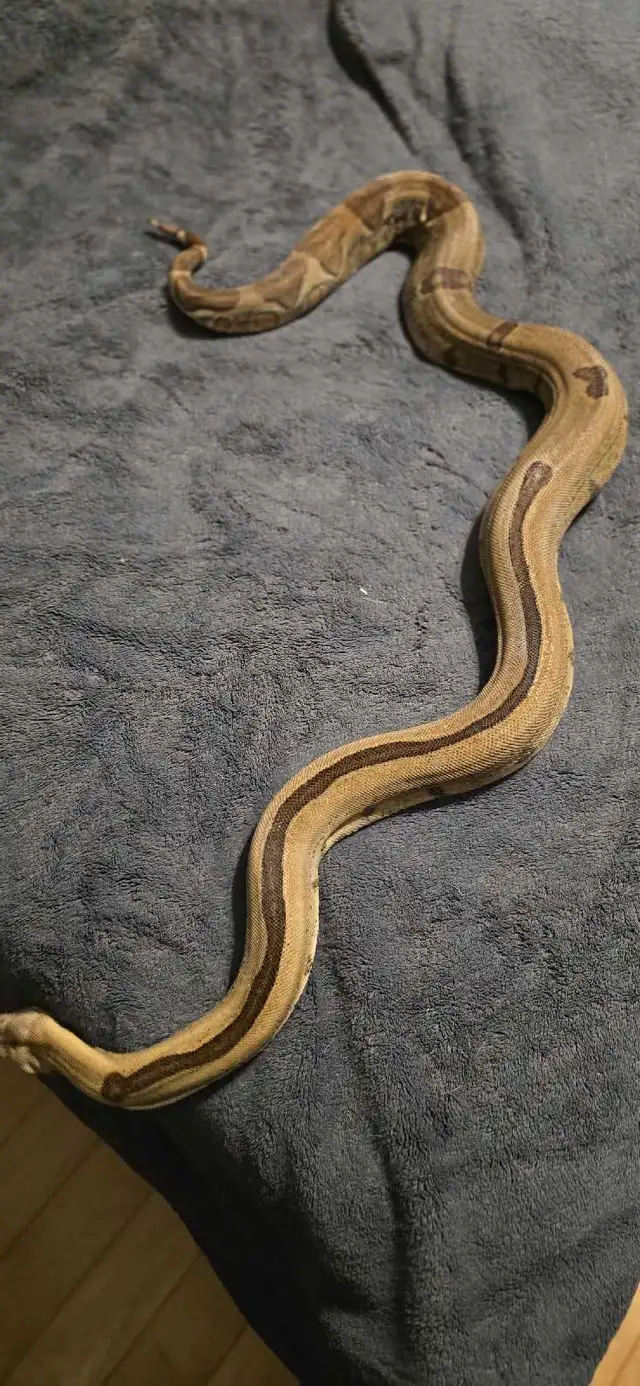 Boa Constrictor hypo het Moonglow | Reptiles & Amphibians for Rehoming ...