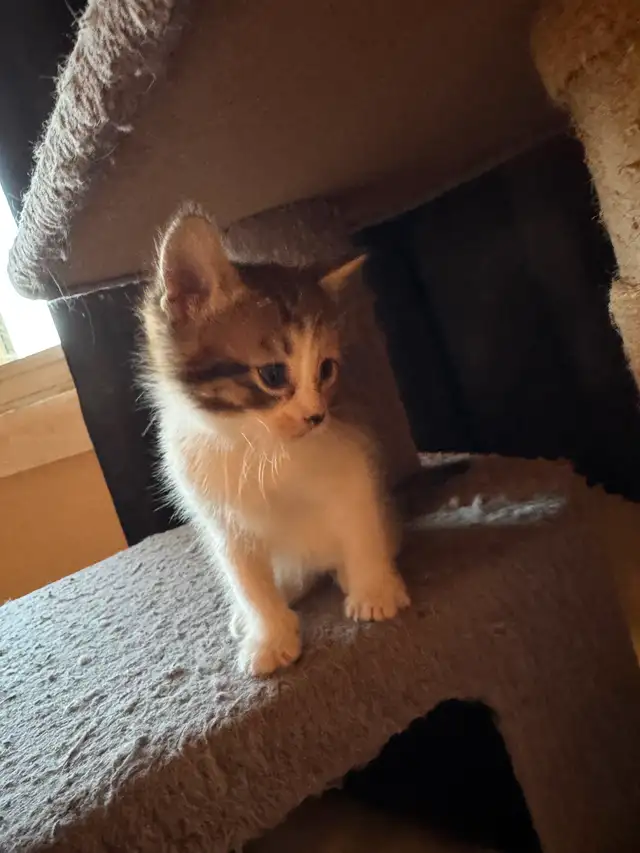 8 week old kittens, 2 female... white and calico looking for the | Cats ...