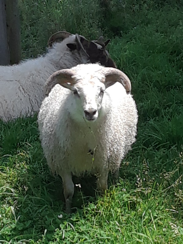 ICELANDIC SHEEP FOR SALE | Livestock | Yarmouth | Kijiji