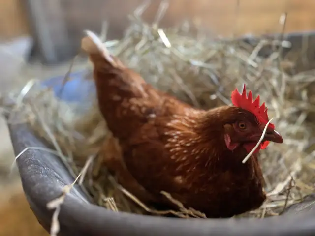 Jumbo Chicken Eggs (many double yolkers!) | Livestock | St. Catharines ...