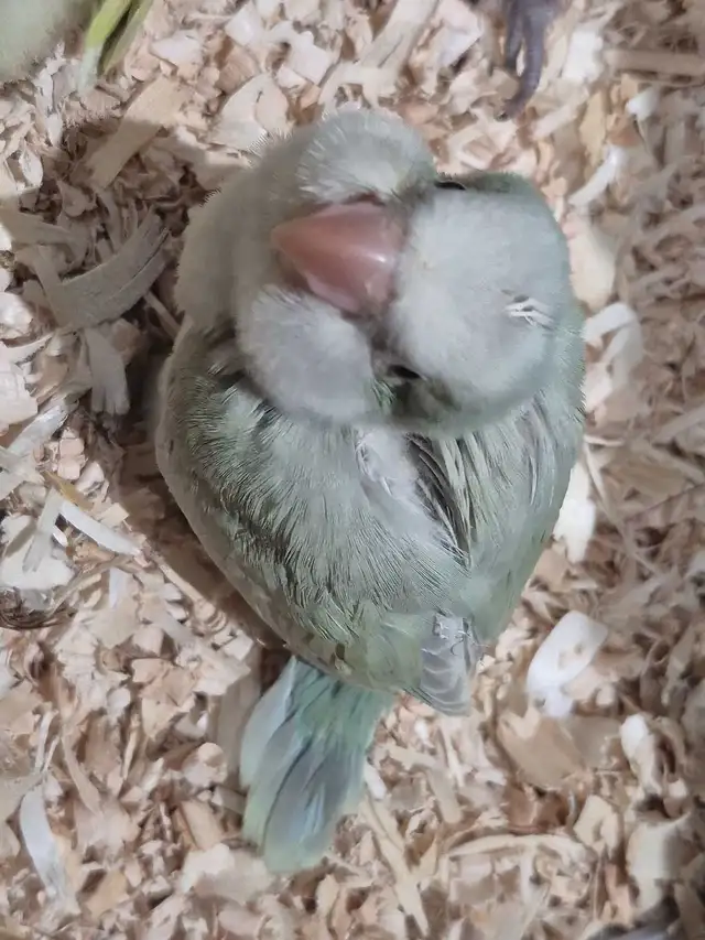 Exquisitely Beautiful Mutations Of Baby Quakers | Birds for Rehoming ...