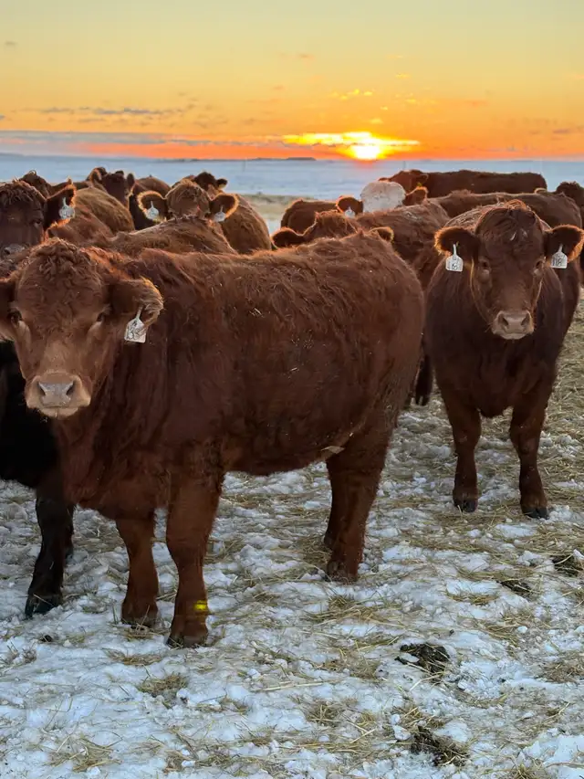 Red Simmental/Angus Bred Heifers | Livestock | Banff / Canmore | Free ...