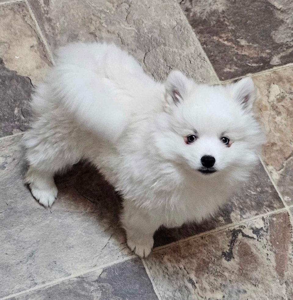 Alaskan KleeKai/ Miniature American Eskimo Puppies FOR SALE | Dogs ...